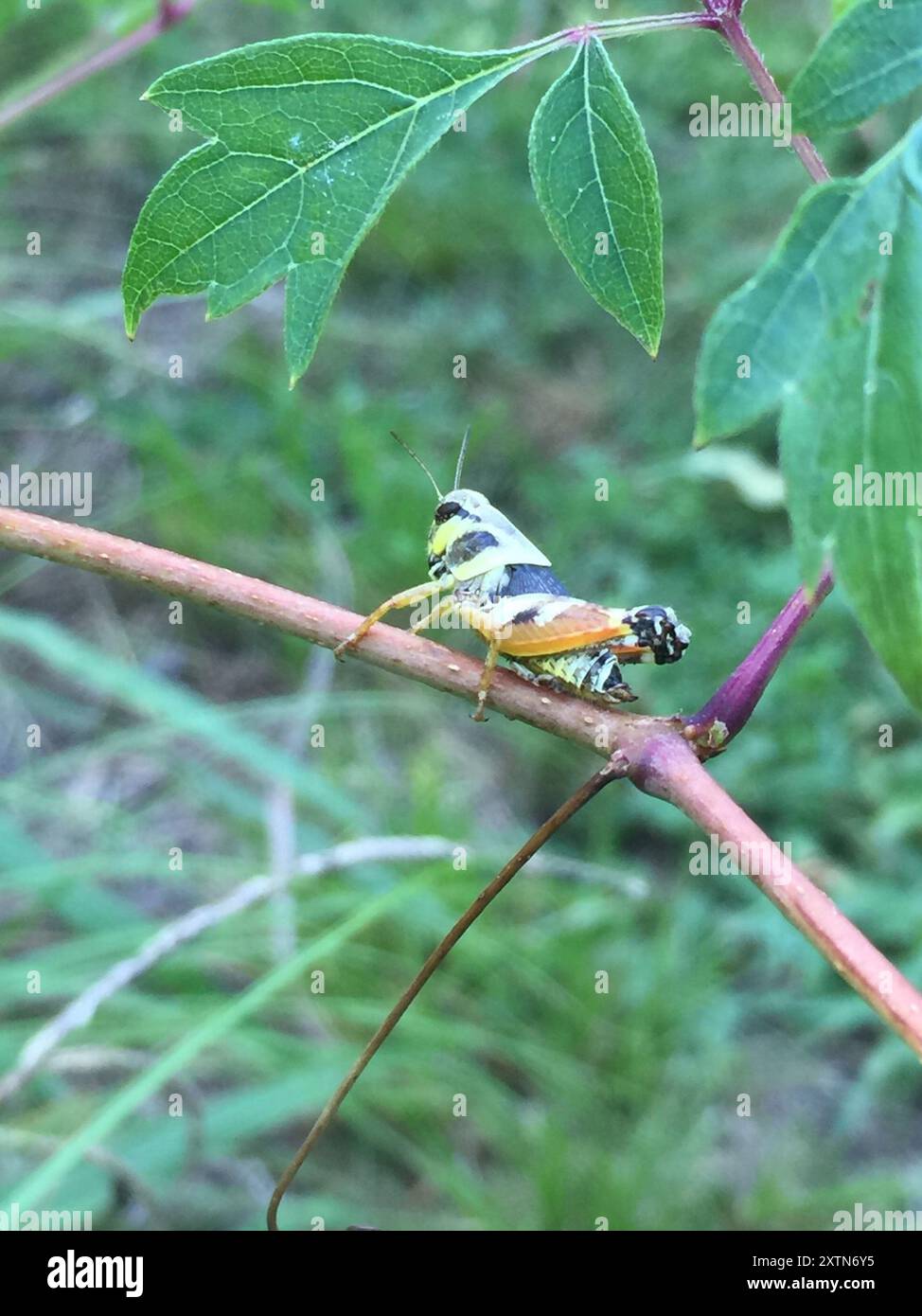 Aztec Spur-throated Grasshopper (Aidemona azteca) Insecta Stock Photo ...