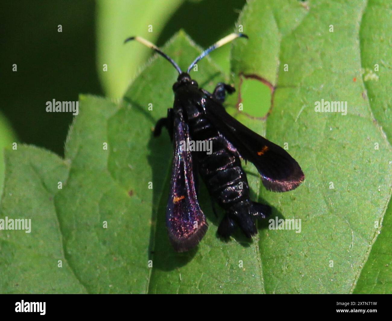 Virginia Creeper Clearwing (Albuna fraxini) Insecta Stock Photo - Alamy
