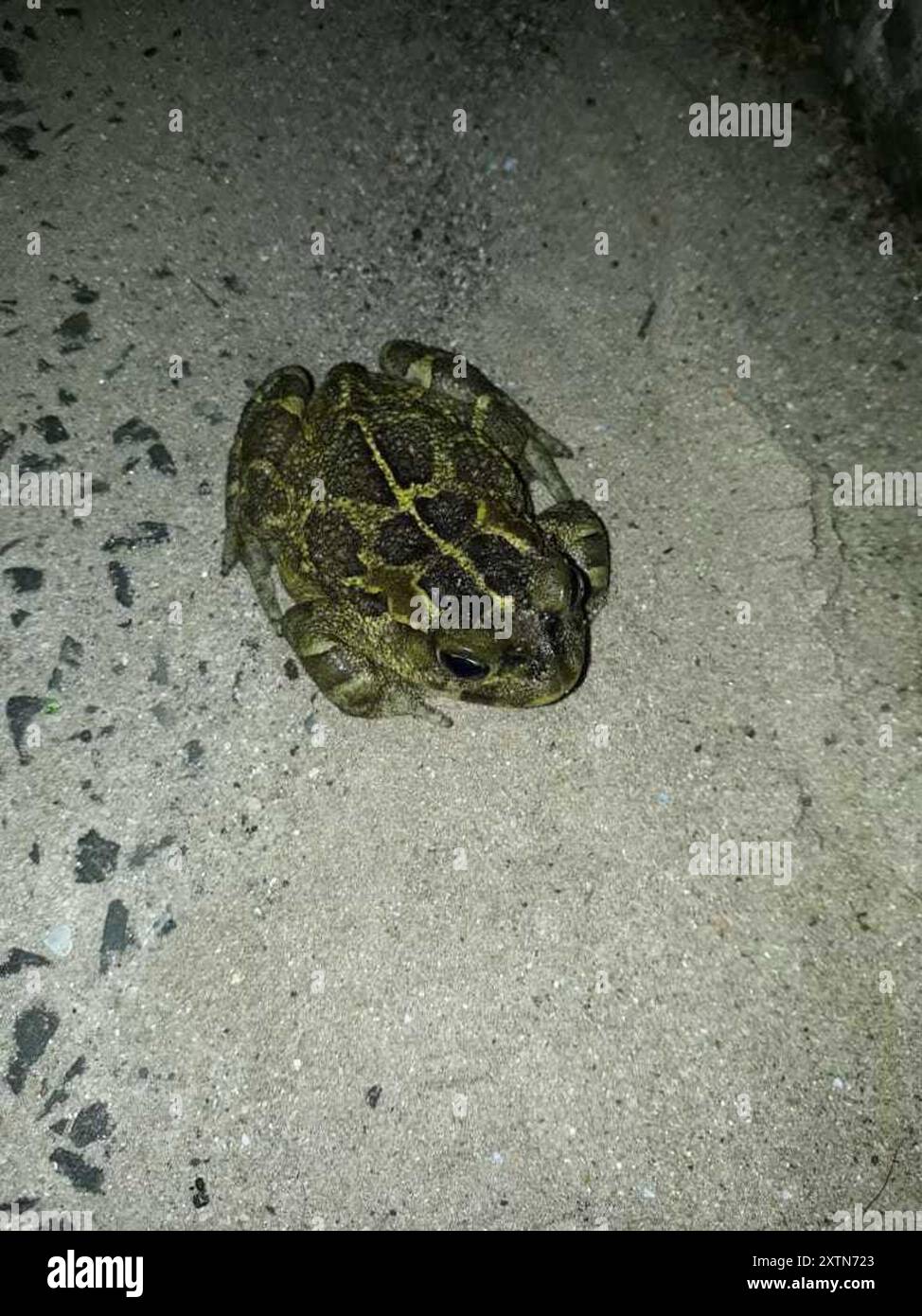 Western Leopard Toad (Sclerophrys pantherina) Amphibia Stock Photo - Alamy