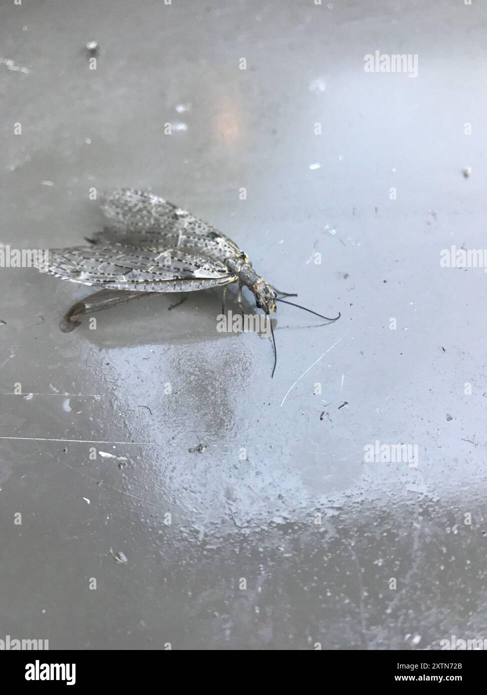 Spring and Summer Fishflies (Chauliodes) Insecta Stock Photo - Alamy