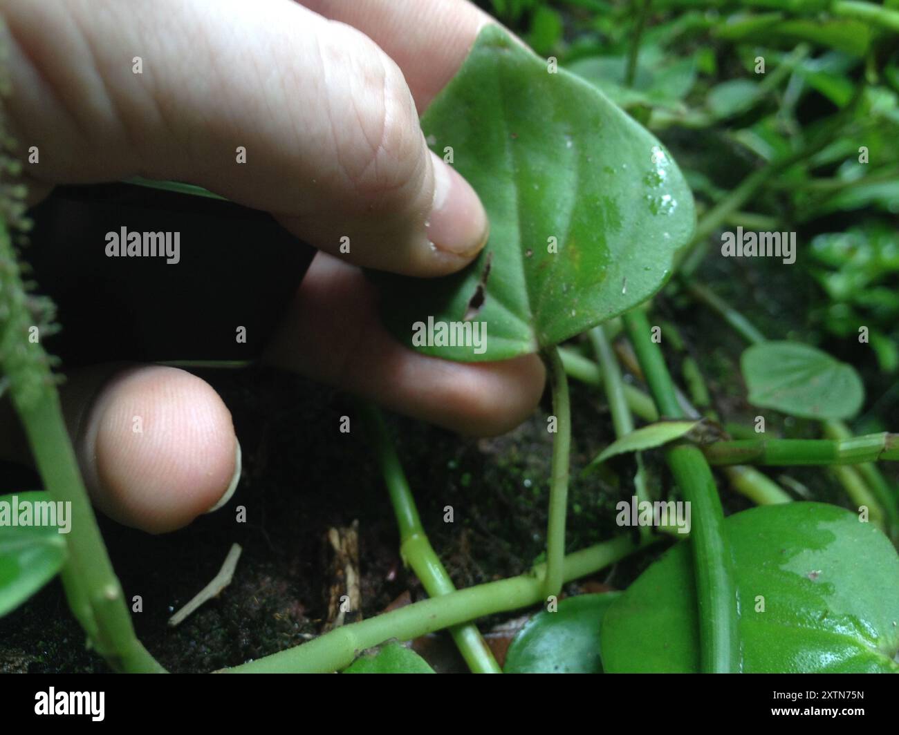 (Peperomia urocarpa) Plantae Stock Photo - Alamy