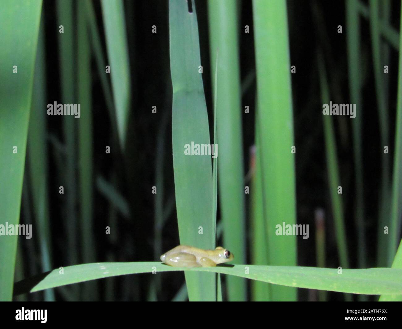 Delicatus hi-res stock photography and images - Alamy