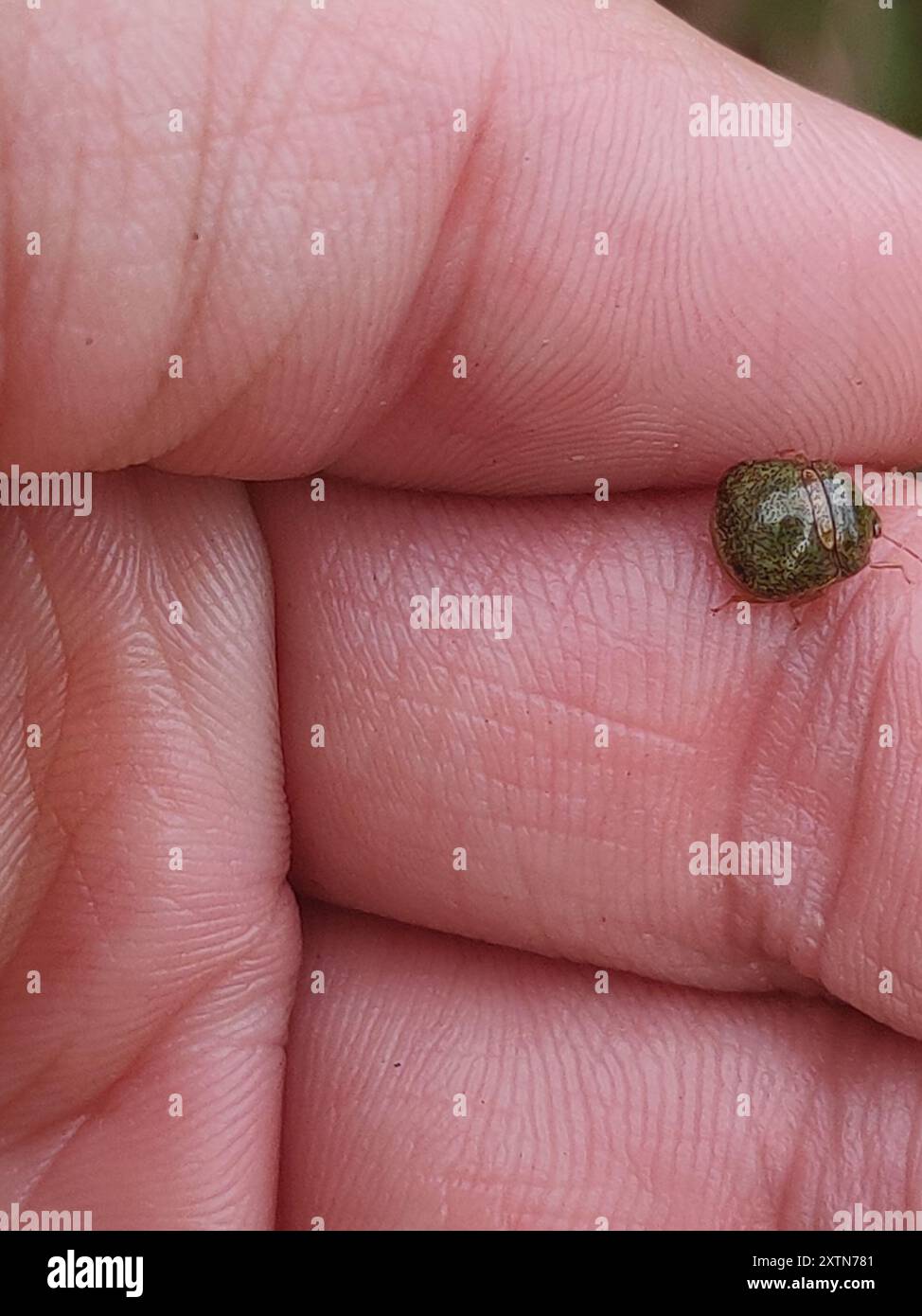 Kudzu Bug (Megacopta cribraria) Insecta Stock Photo - Alamy