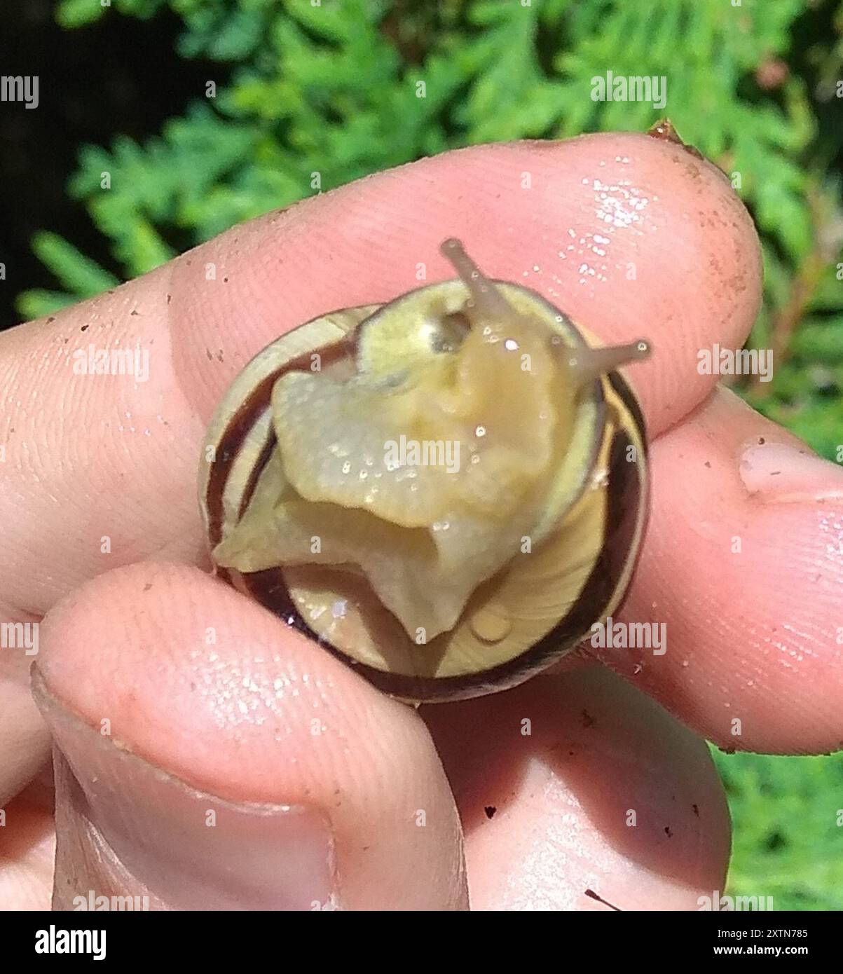 Brown-lipped Snail (Cepaea nemoralis) Mollusca Stock Photo - Alamy