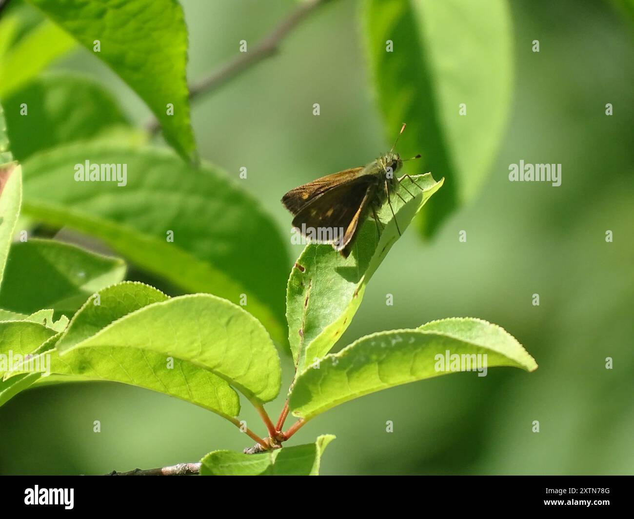 Northern Broken-Dash (Polites egeremet) Insecta Stock Photo - Alamy