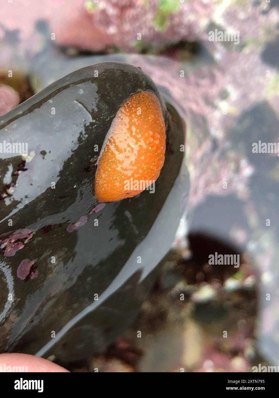 Sandalwood Dorid (Acanthodoris lutea) Mollusca Stock Photo - Alamy