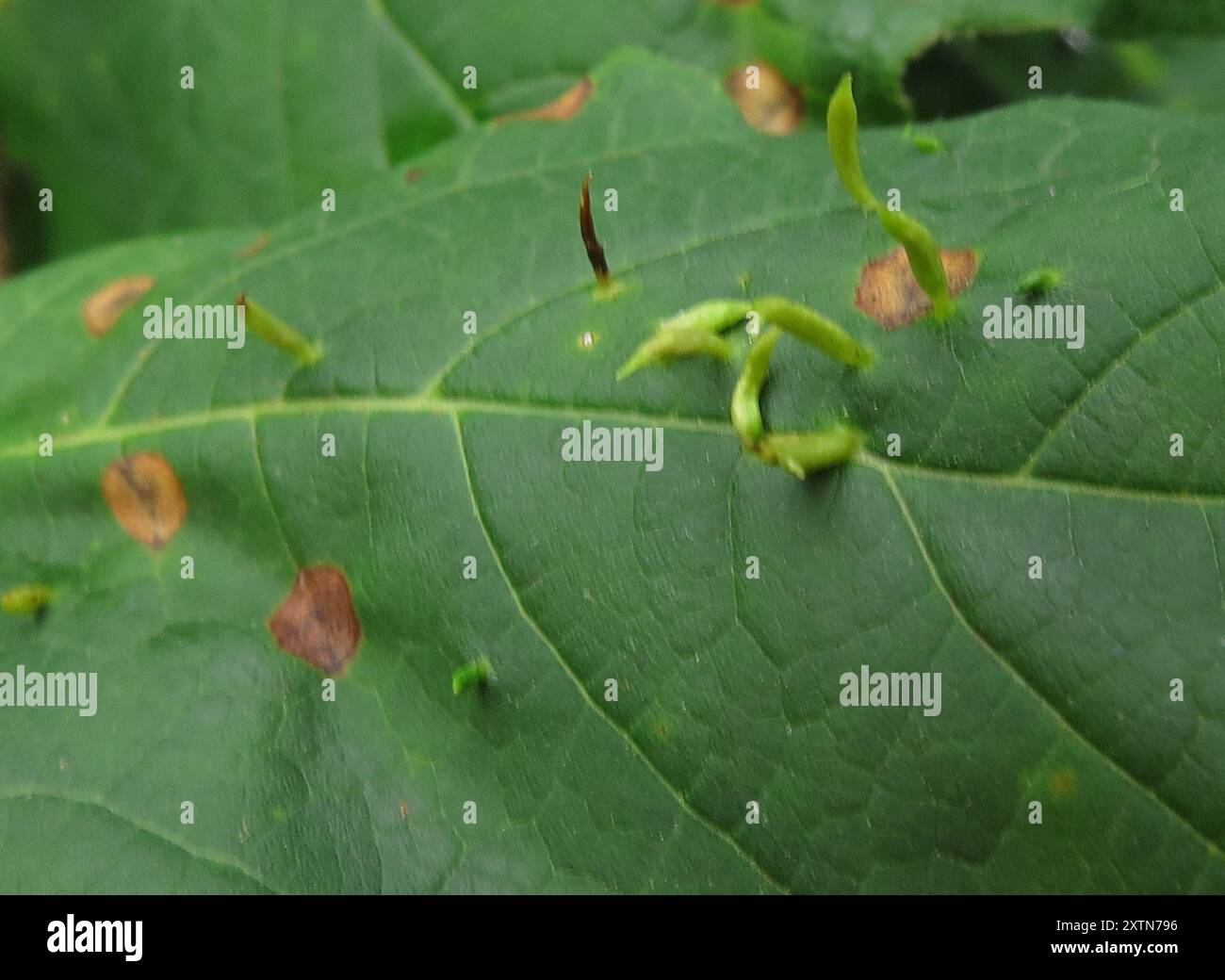Maple Spindle Gall Mite (Vasates aceriscrumena) Arachnida Stock Photo ...