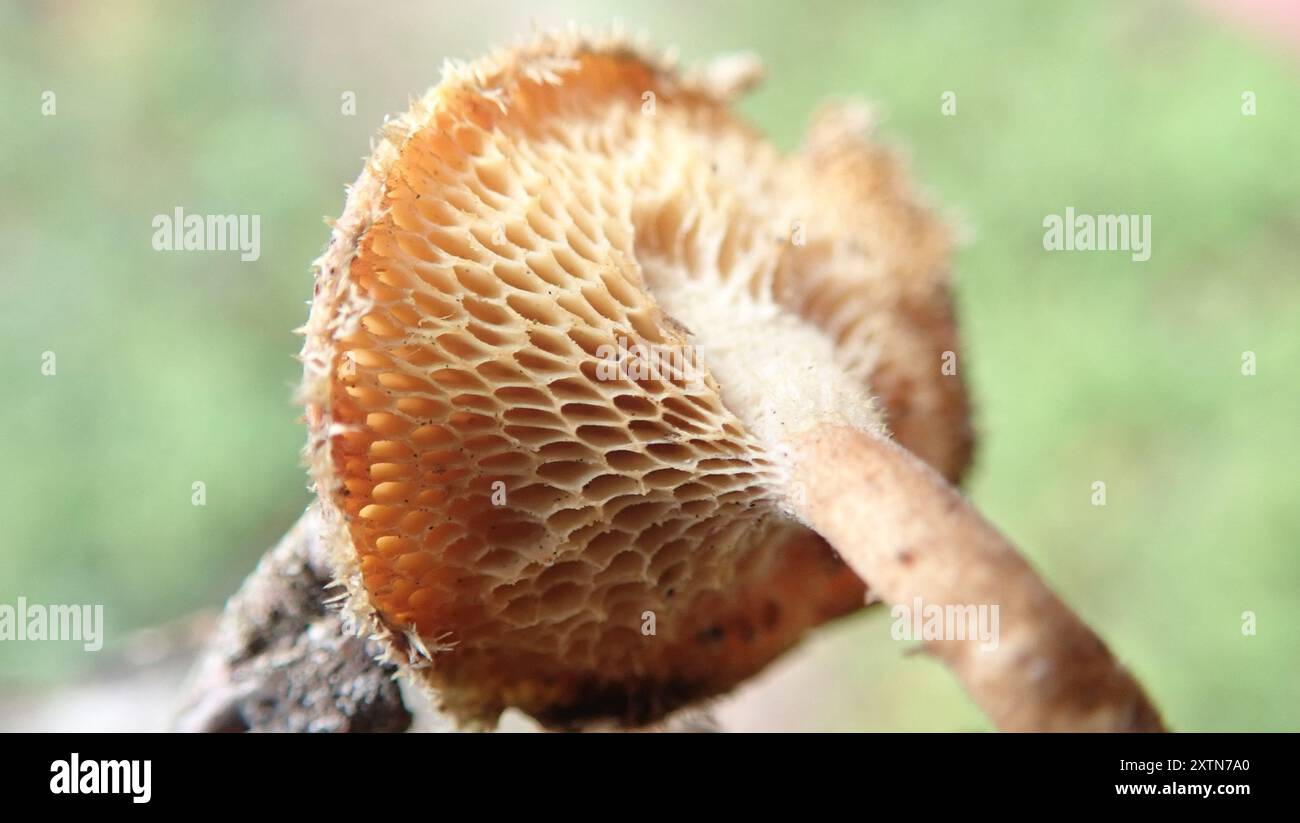 Spring Polypore (Lentinus arcularius) Fungi Stock Photo - Alamy