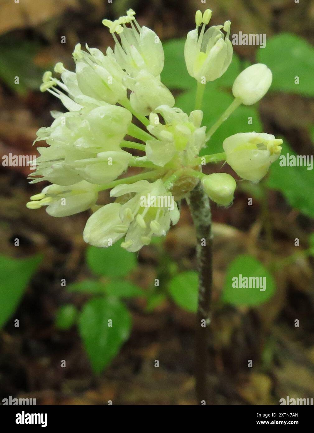 wild leeks (Allium tricoccum) Plantae Stock Photo - Alamy
