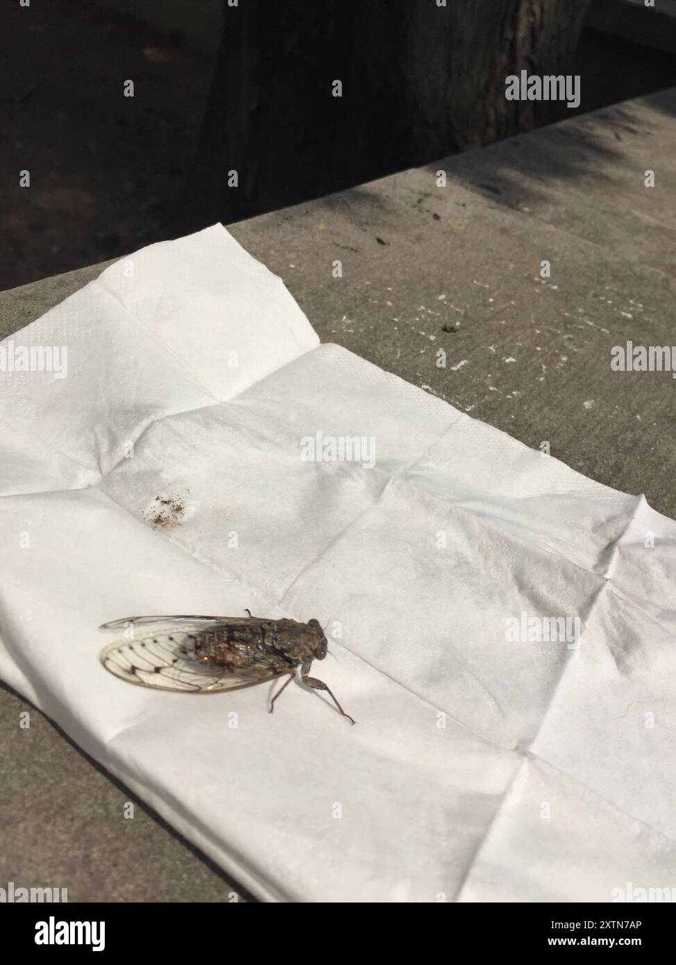 Ash Cicada (Cicada orni) Insecta Stock Photo - Alamy