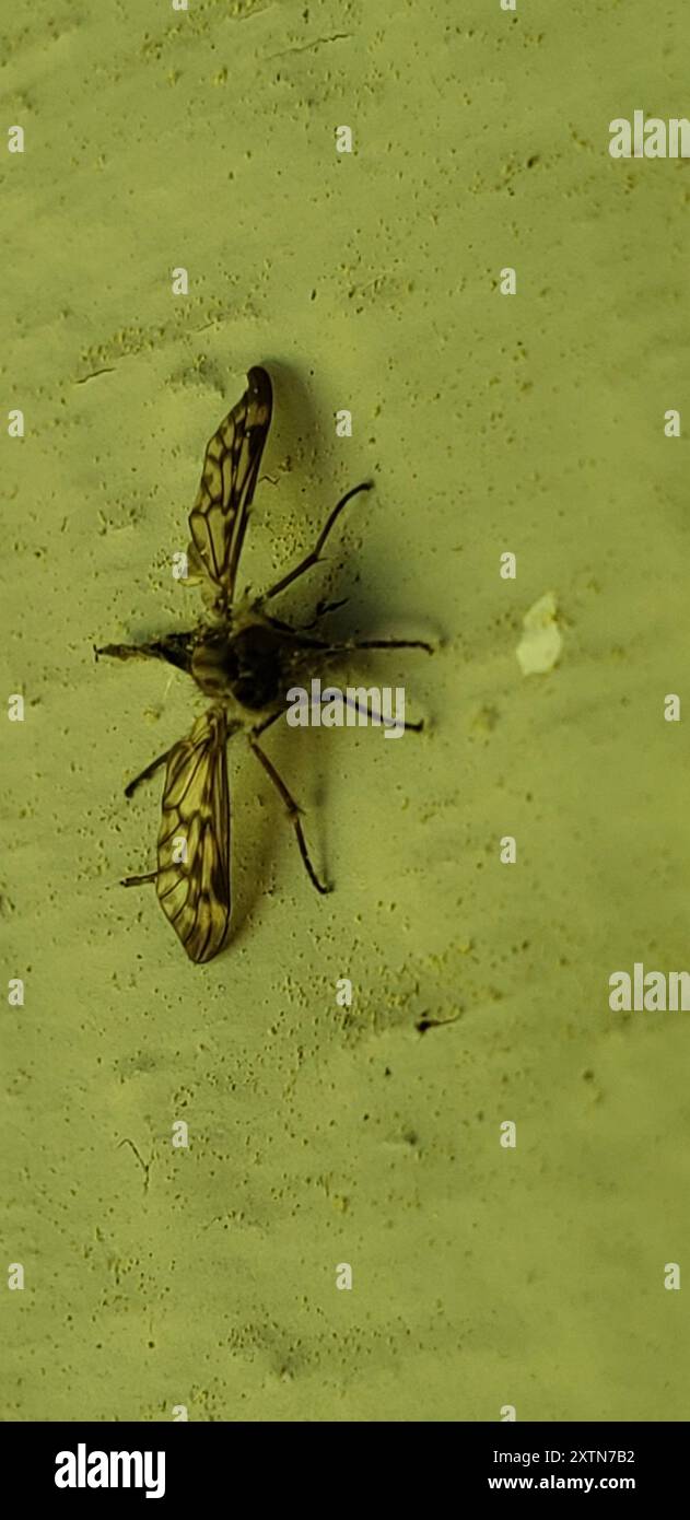 Lesser Variegated Snipe Fly (Rhagio punctipennis) Insecta Stock Photo ...