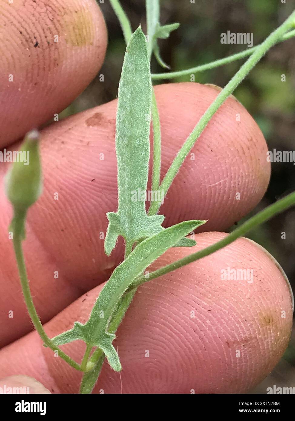 Texas bindweed (Convolvulus equitans) Plantae Stock Photo - Alamy