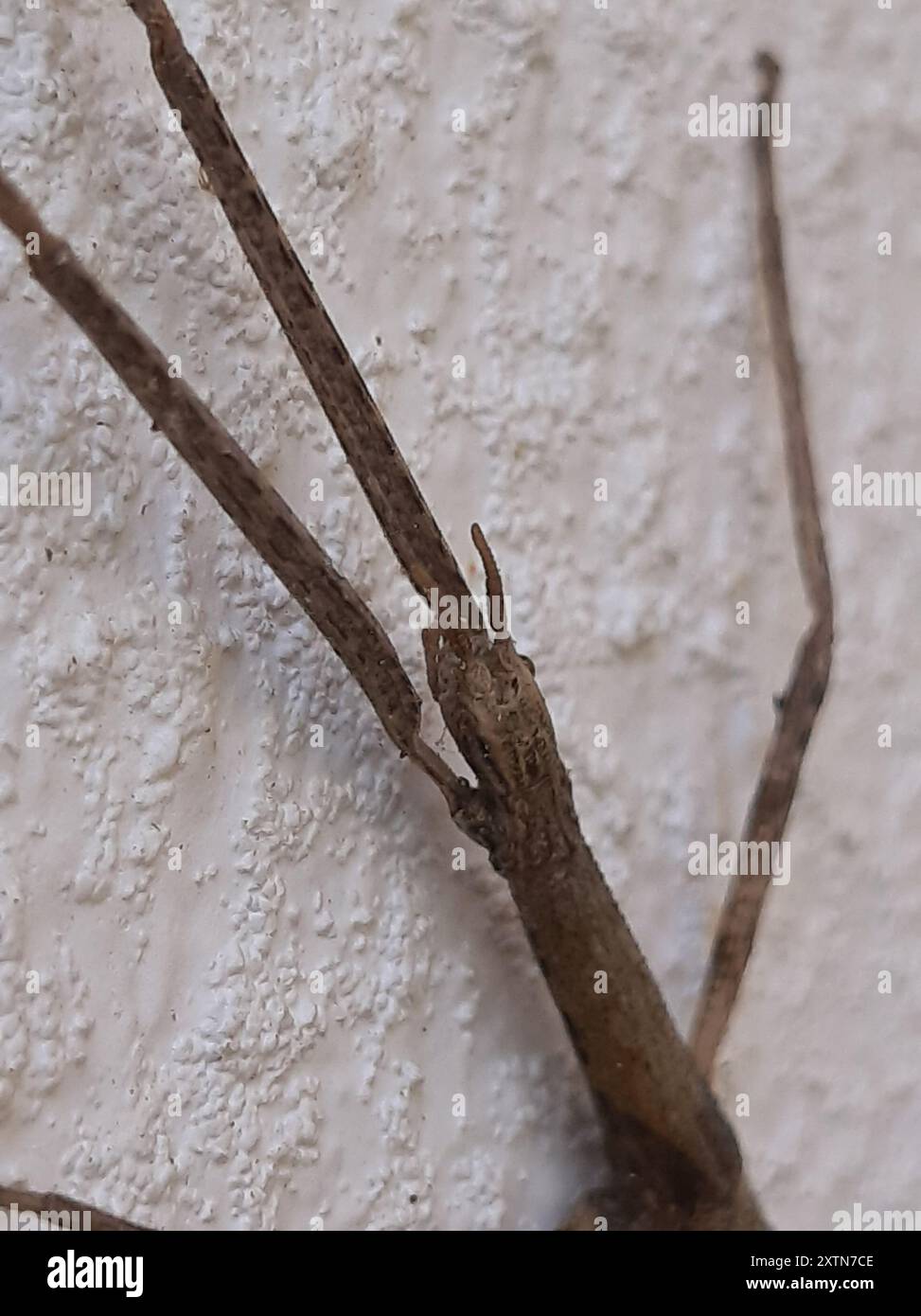 French stick insect (Clonopsis gallica) Insecta Stock Photo - Alamy