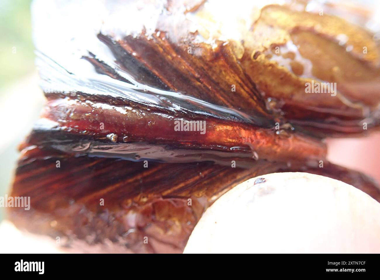 Western Pearlshell (Margaritifera falcata) Mollusca Stock Photo - Alamy