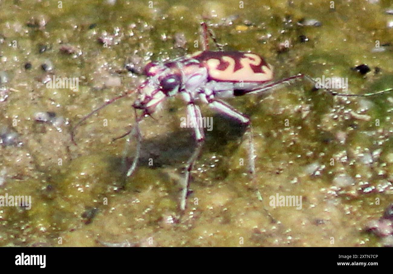 Elliptical-winged Tiger Beetles (Ellipsoptera) Insecta Stock Photo - Alamy