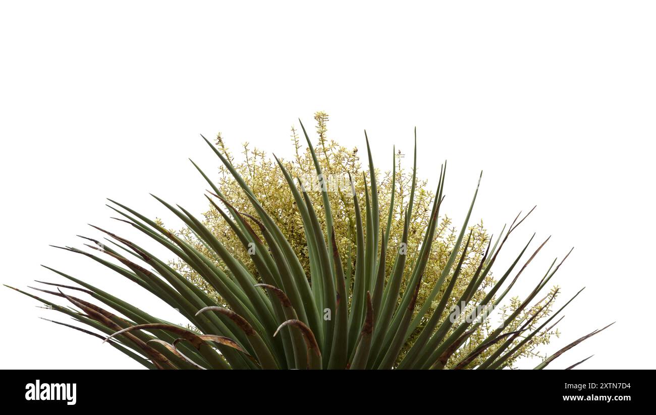 Dracaena tamaranae hi-res stock photography and images - Alamy