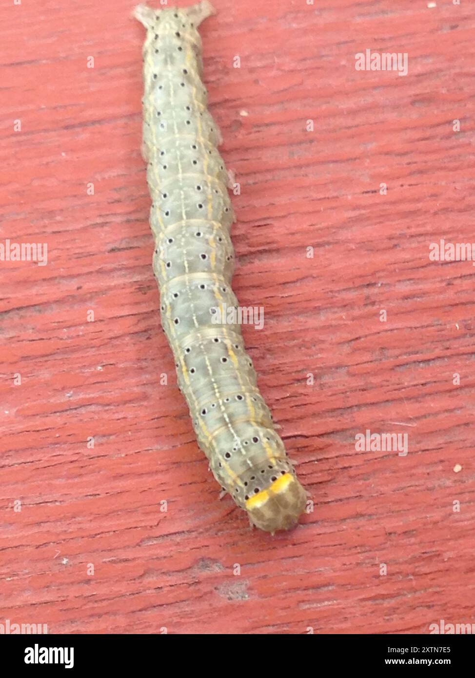 Hibiscus Leaf Caterpillar Moth (Rusicada privata) Insecta Stock Photo ...