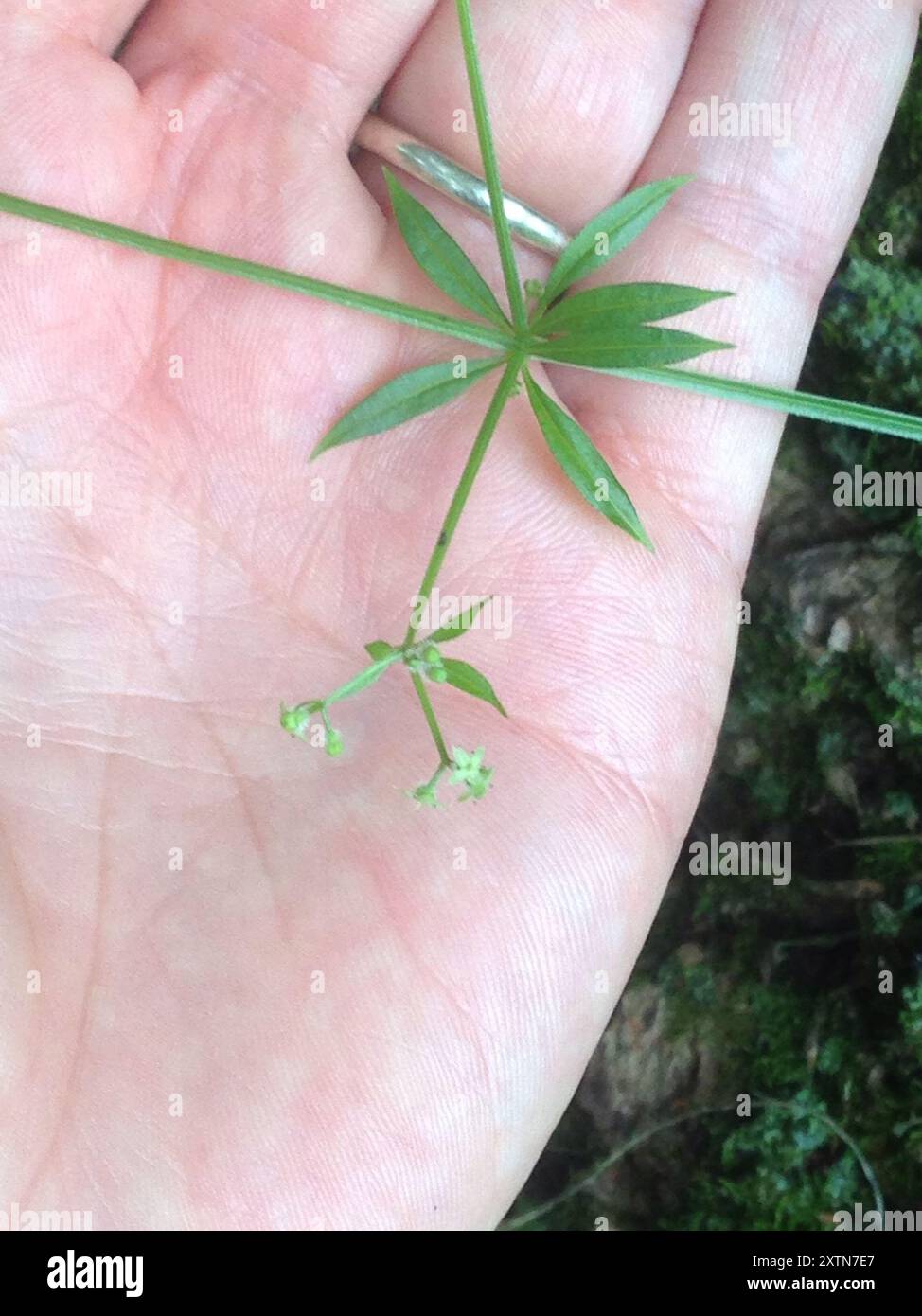 fragrant bedstraw (Galium triflorum) Plantae Stock Photo - Alamy