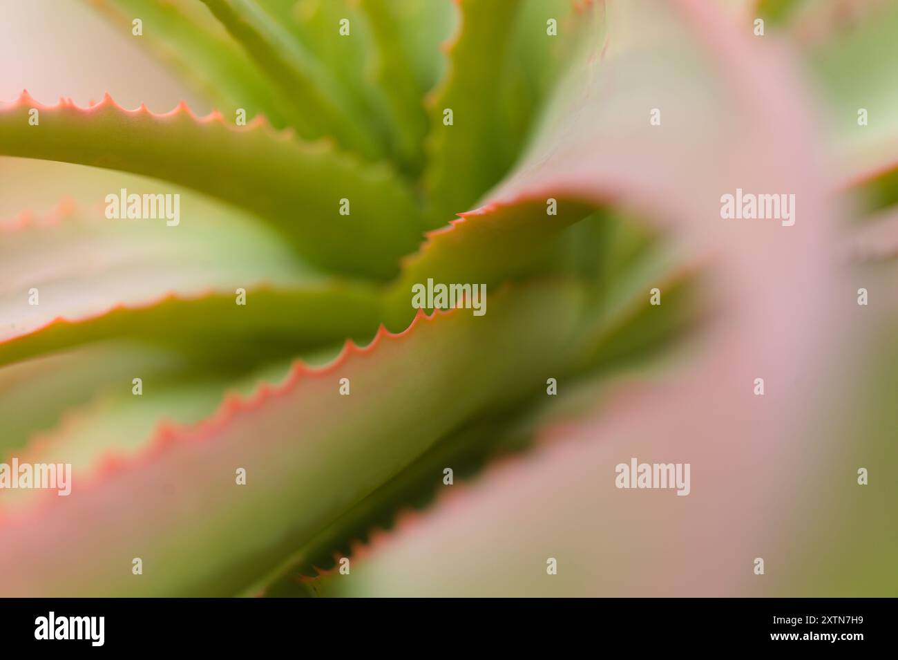 Aloe speciosa aka tilt-head aloe succulent leaves with red edges ...