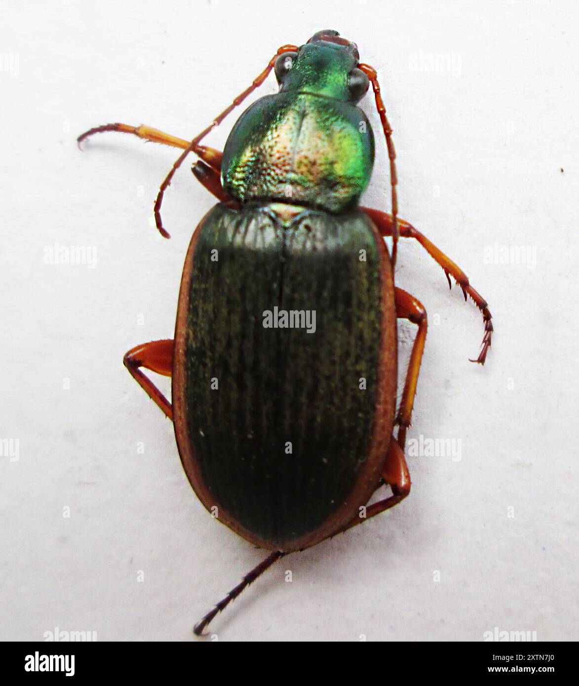 Vivid Metallic Ground Beetles (Chlaenius) Insecta Stock Photo - Alamy