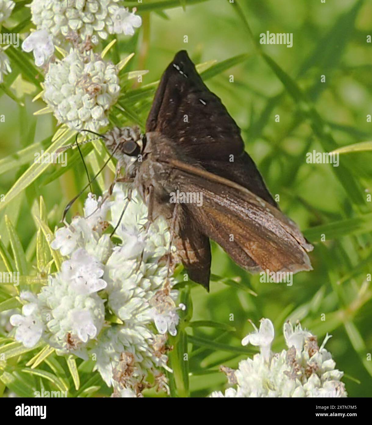 Wild Indigo Duskywing (Erynnis baptisiae) Insecta Stock Photo - Alamy
