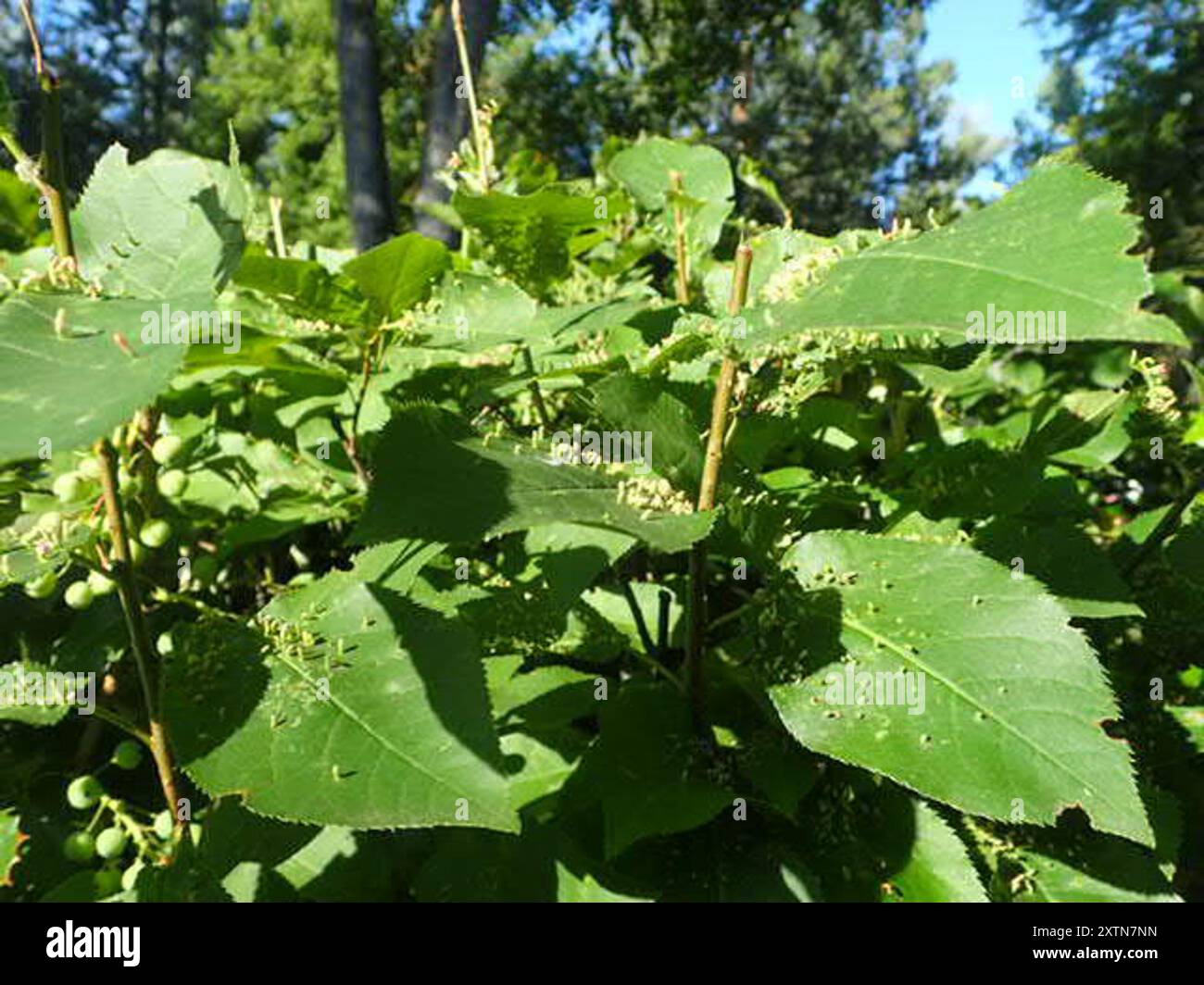 Plum Finger Gall Mite (Eriophyes emarginatae) Arachnida Stock Photo - Alamy