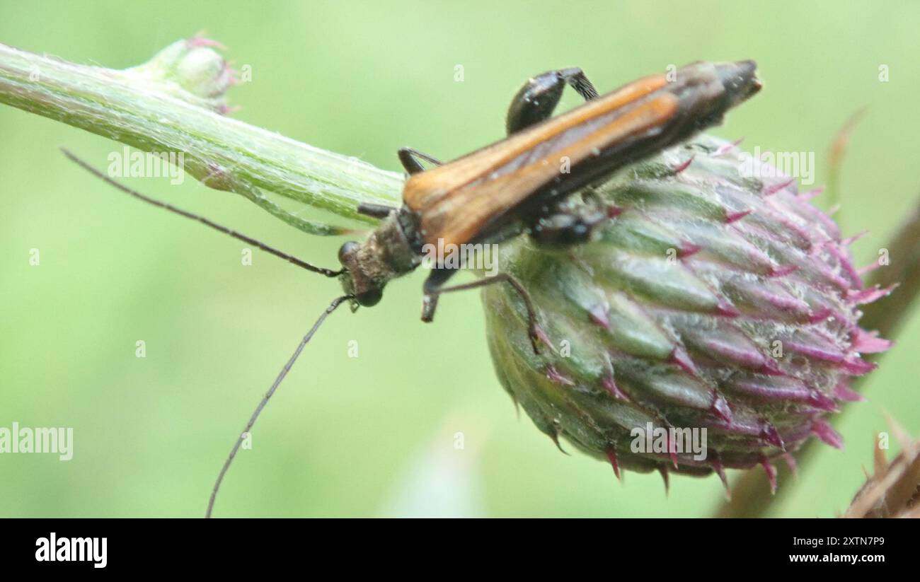 Oedemera femorata hi-res stock photography and images - Alamy
