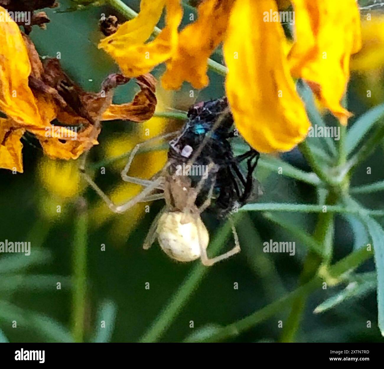 Common candy-striped spider (Enoplognatha ovata) Arachnida Stock Photo ...