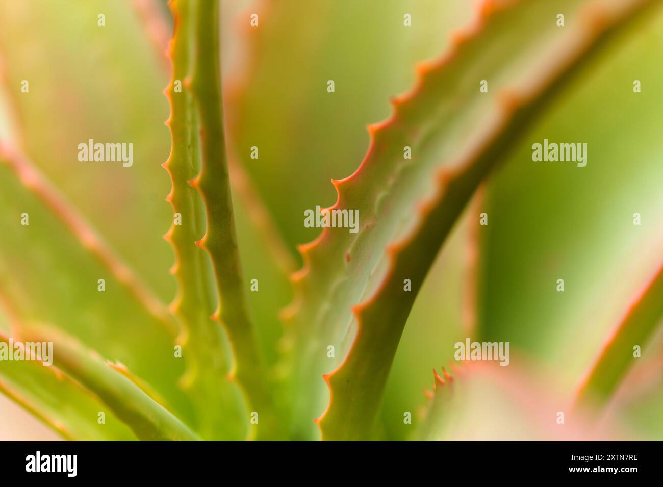 Aloe speciosa aka tilt-head aloe succulent leaves with red edges ...