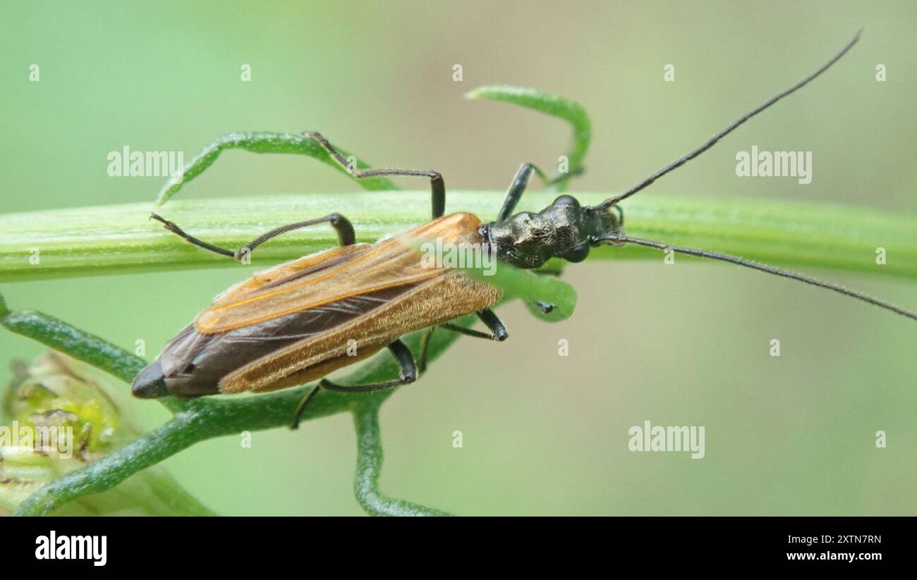 Oedemera femorata hi-res stock photography and images - Alamy