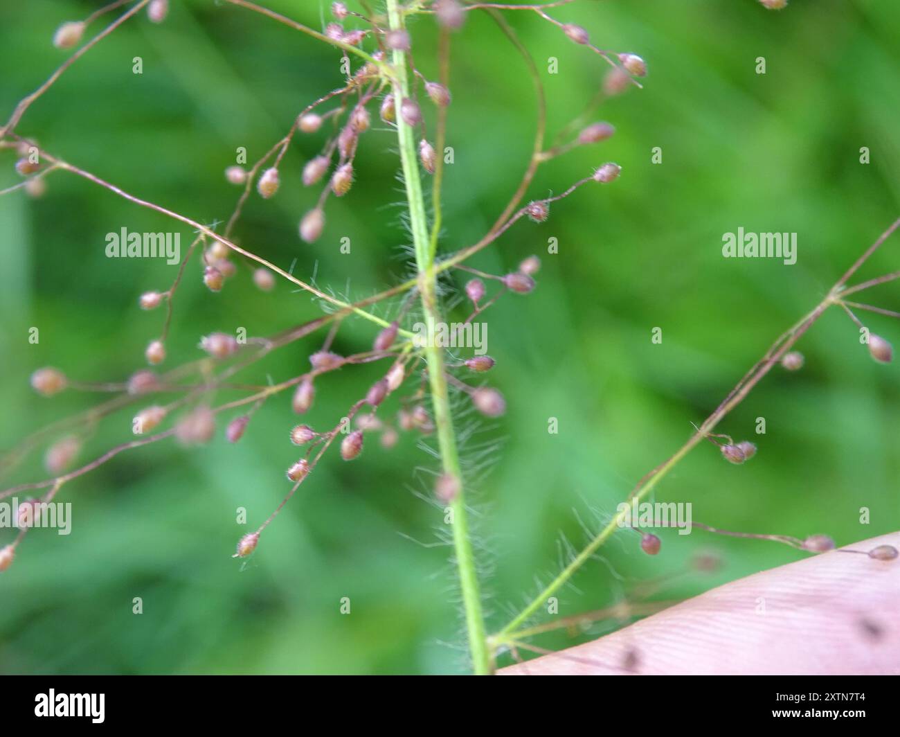 old field panic grass (Dichanthelium implicatum) Plantae Stock Photo ...