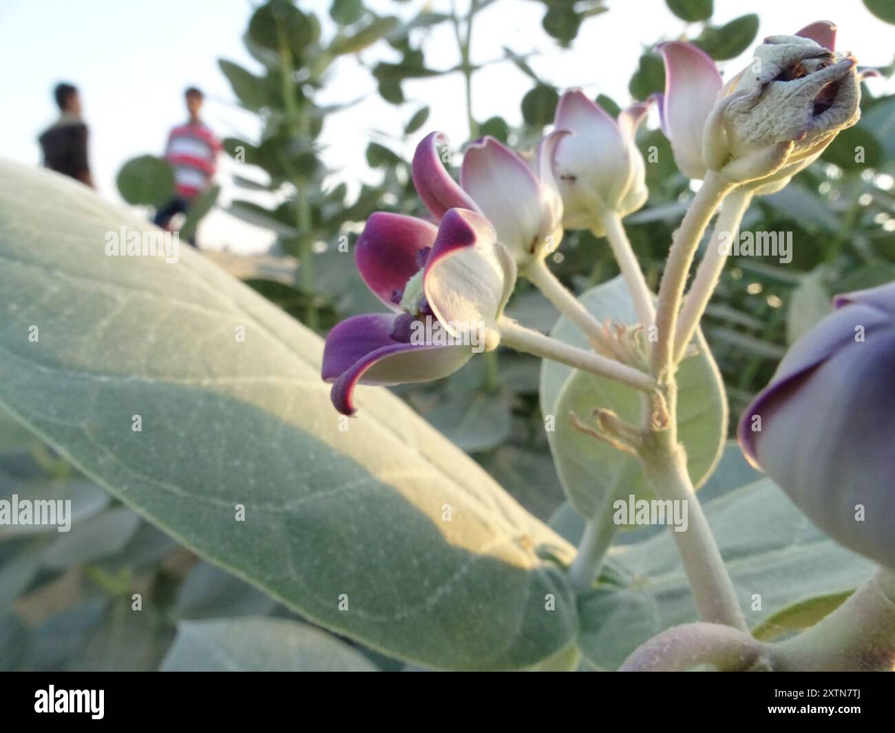 giant milkweed (Calotropis procera) Plantae Stock Photo - Alamy