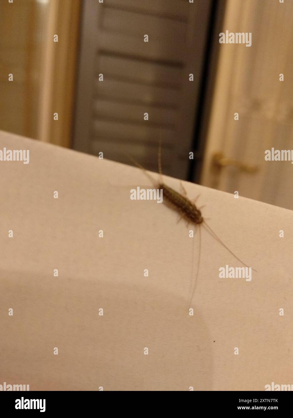 Four-lined Silverfish (Ctenolepisma lineatum) Insecta Stock Photo - Alamy