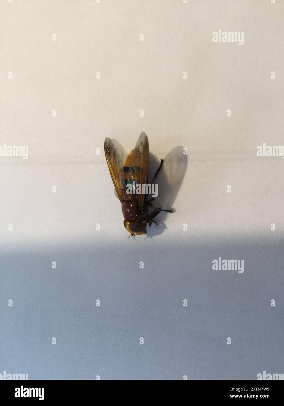 Hornet Mimic Hover Fly (Volucella zonaria) Insecta Stock Photo - Alamy