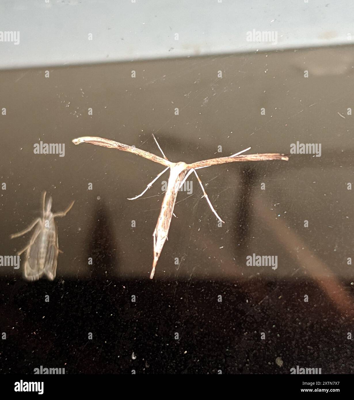 Morning-glory Plume Moth (Emmelina monodactyla) Insecta Stock Photo - Alamy