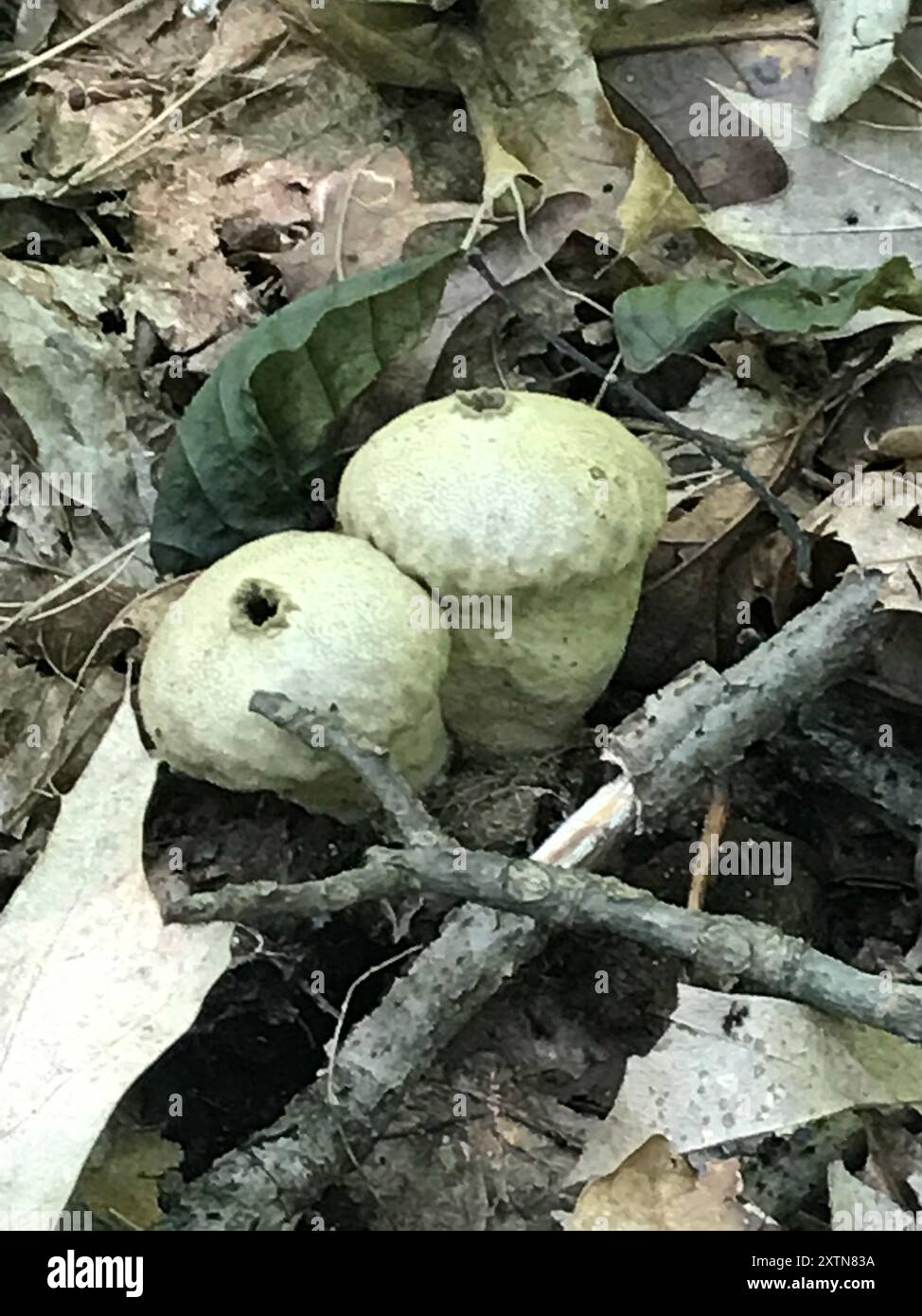 puffballs (Lycoperdaceae) Fungi Stock Photo - Alamy
