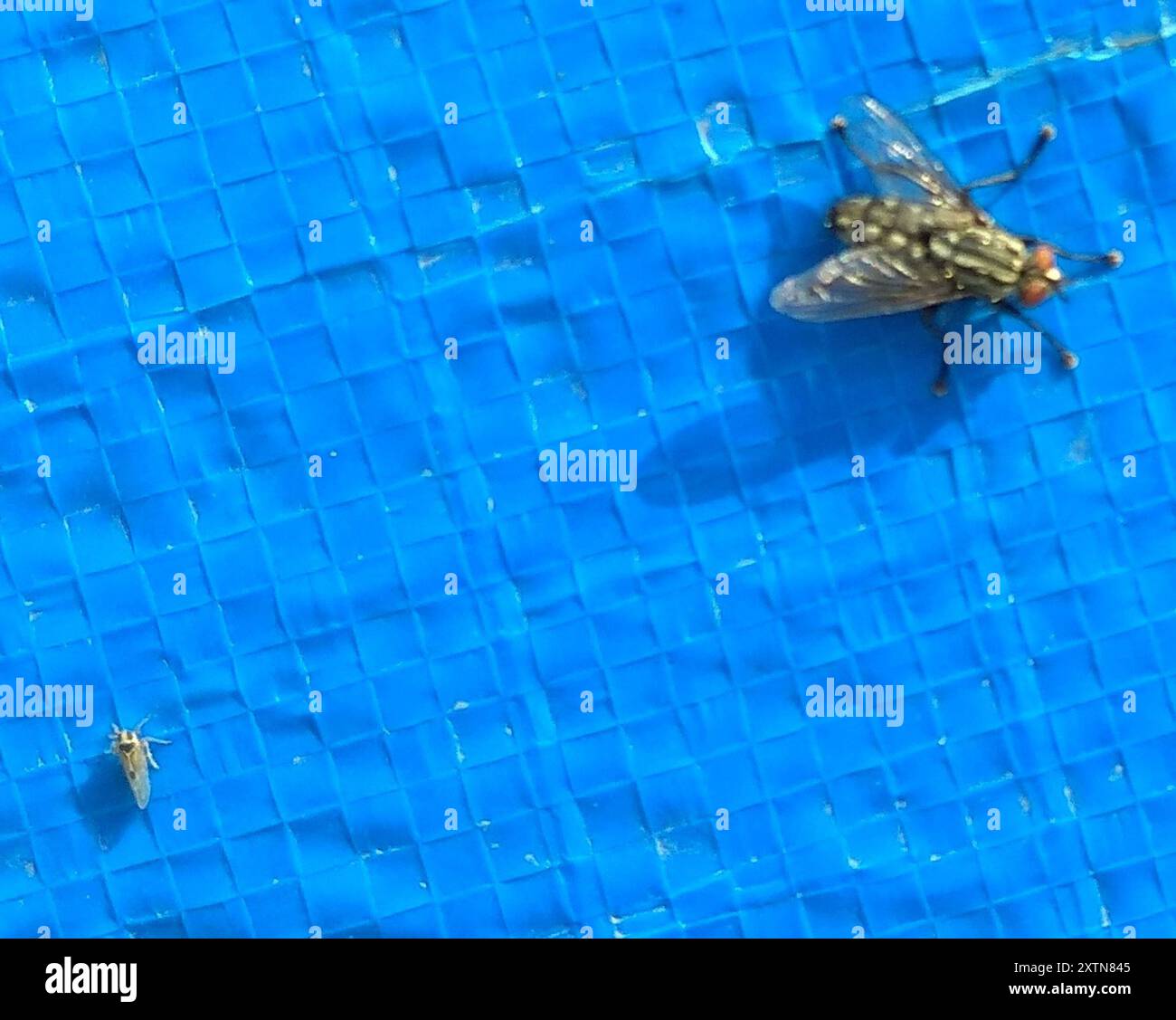 small brown planthopper (Laodelphax striatella) Insecta Stock Photo - Alamy