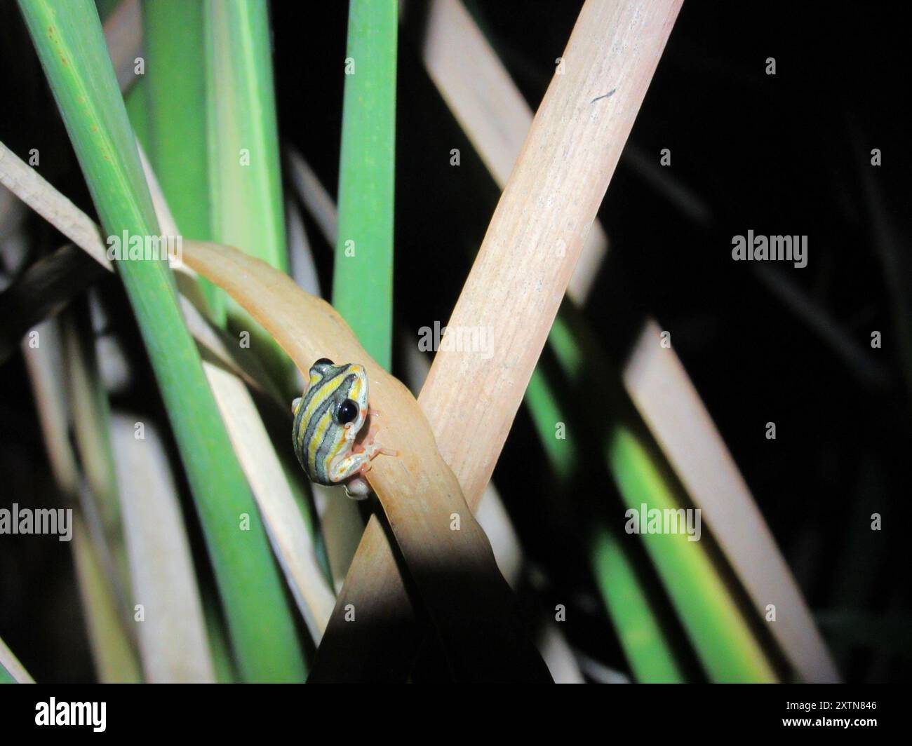 Painted Reed Frog (Hyperolius marmoratus) Amphibia Stock Photo - Alamy