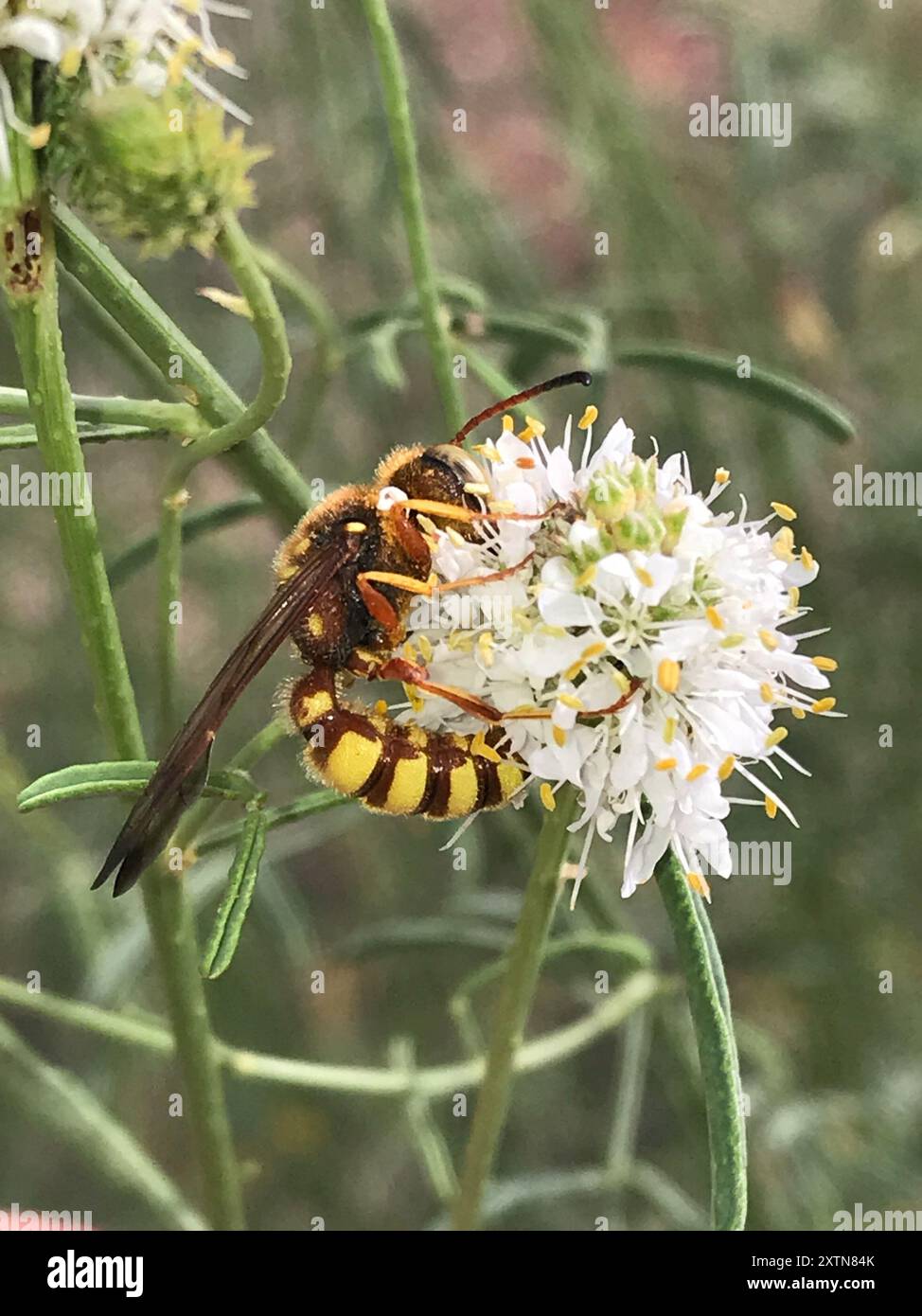 Typical Weevil Wasps and Allies (Cerceris) Insecta Stock Photo - Alamy