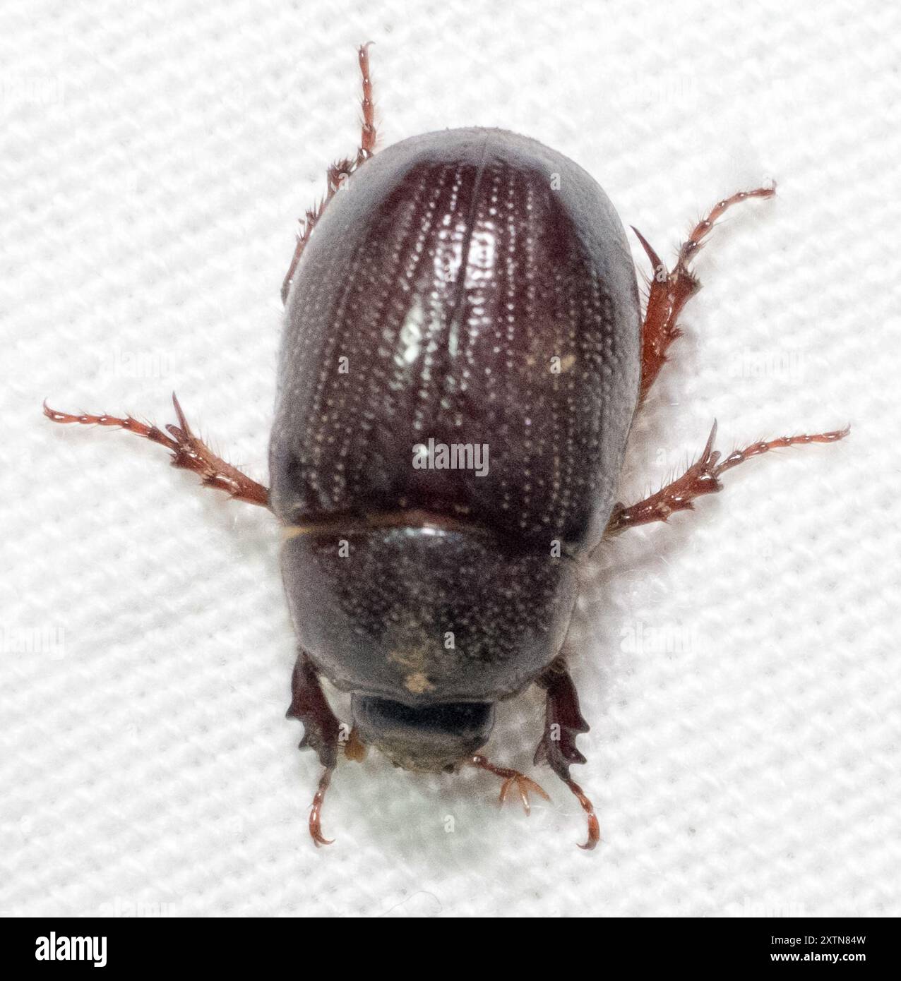 Scarabs (Scarabaeidae) Insecta Stock Photo - Alamy