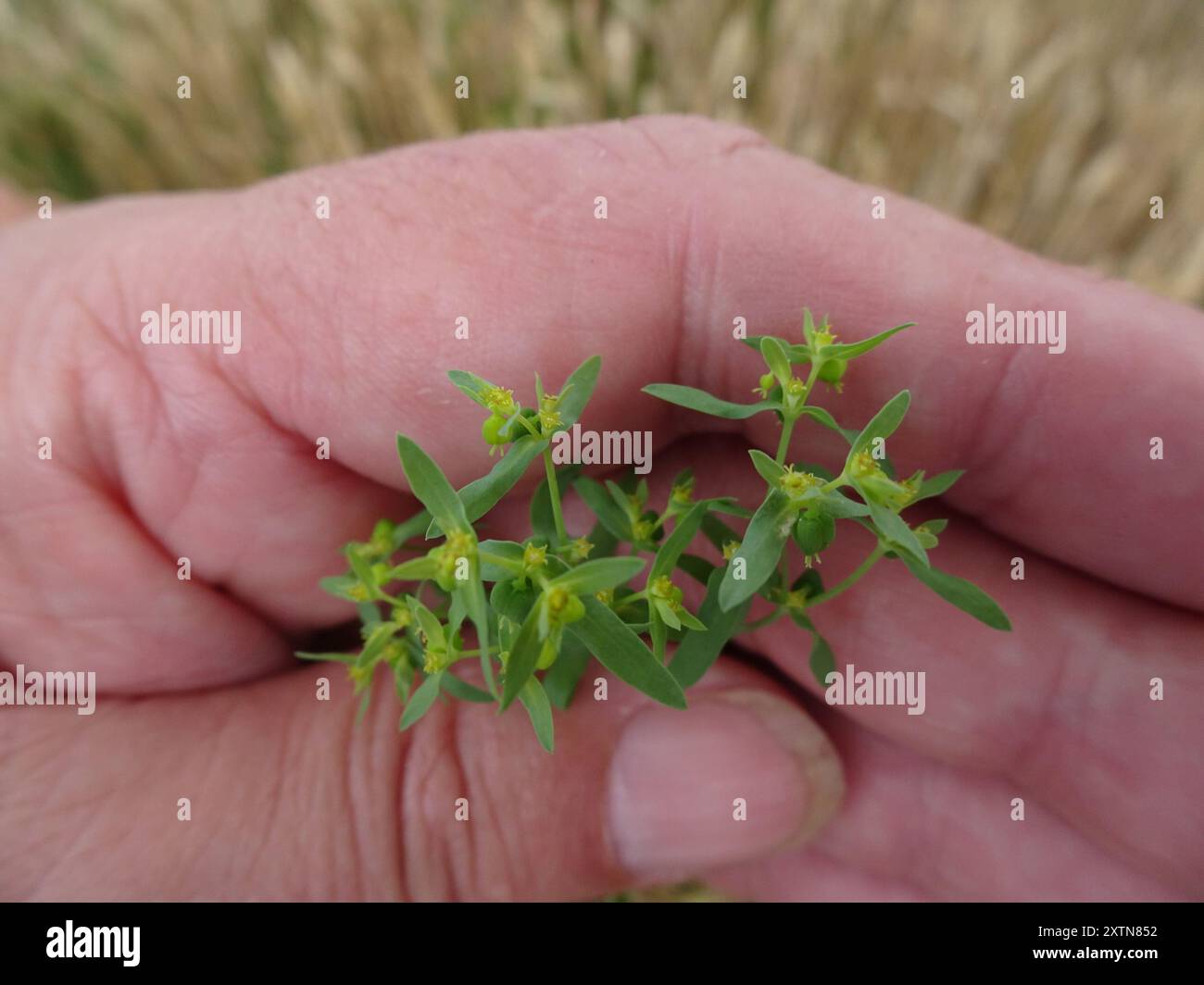 Dwarf Spurge (Euphorbia exigua) Plantae Stock Photo - Alamy