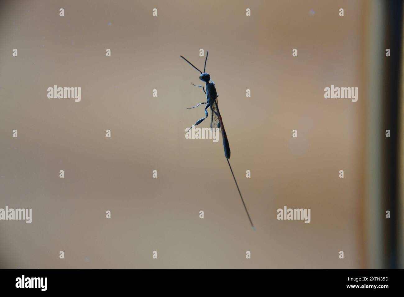 Javelin Wasp (Gasteruption jaculator) Insecta Stock Photo - Alamy