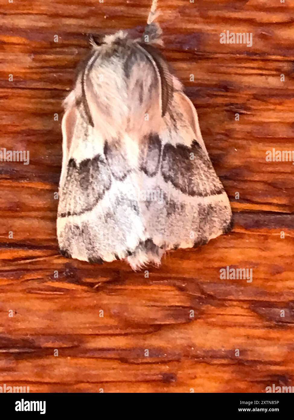 Tent Caterpillar Moths (Malacosoma) Insecta Stock Photo - Alamy