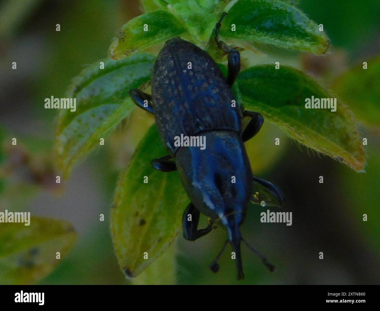 Timothy Billbug (Sphenophorus zeae) Insecta Stock Photo - Alamy