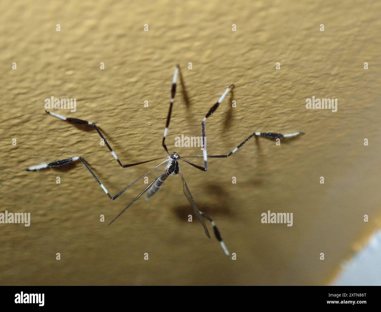 Eastern Phantom Crane Fly (Bittacomorpha clavipes) Insecta Stock Photo ...