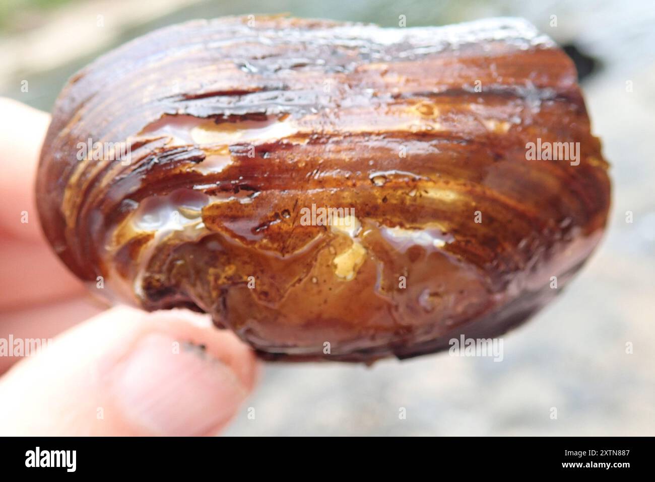 Western Pearlshell (Margaritifera falcata) Mollusca Stock Photo - Alamy