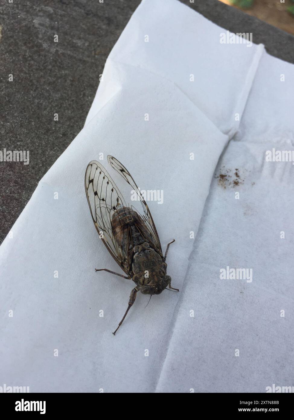Ash Cicada (Cicada orni) Insecta Stock Photo - Alamy