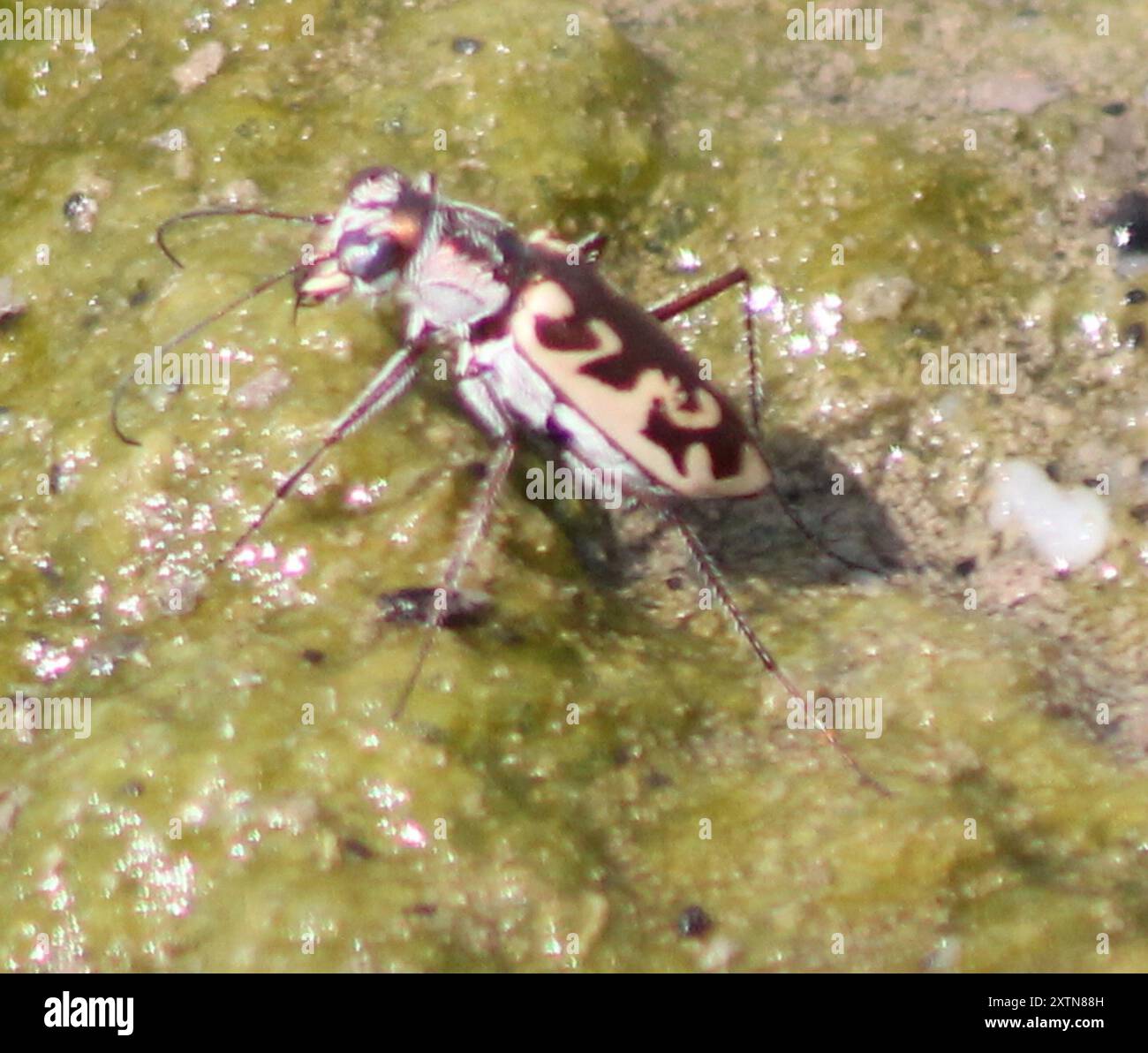 Panhandle Tiger Beetle (Ellipsoptera macra fluviatilis) Insecta Stock Photo - Alamy