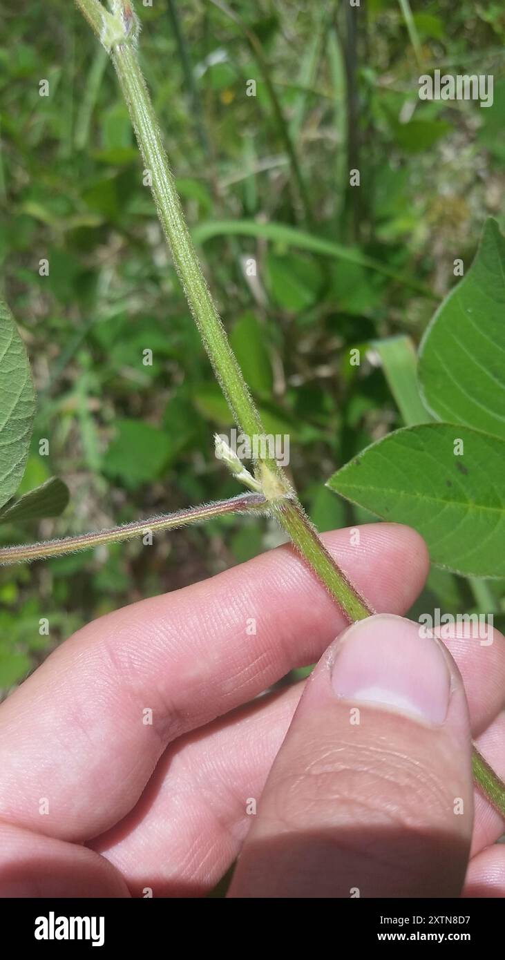 Desmodium intortum hi-res stock photography and images - Alamy