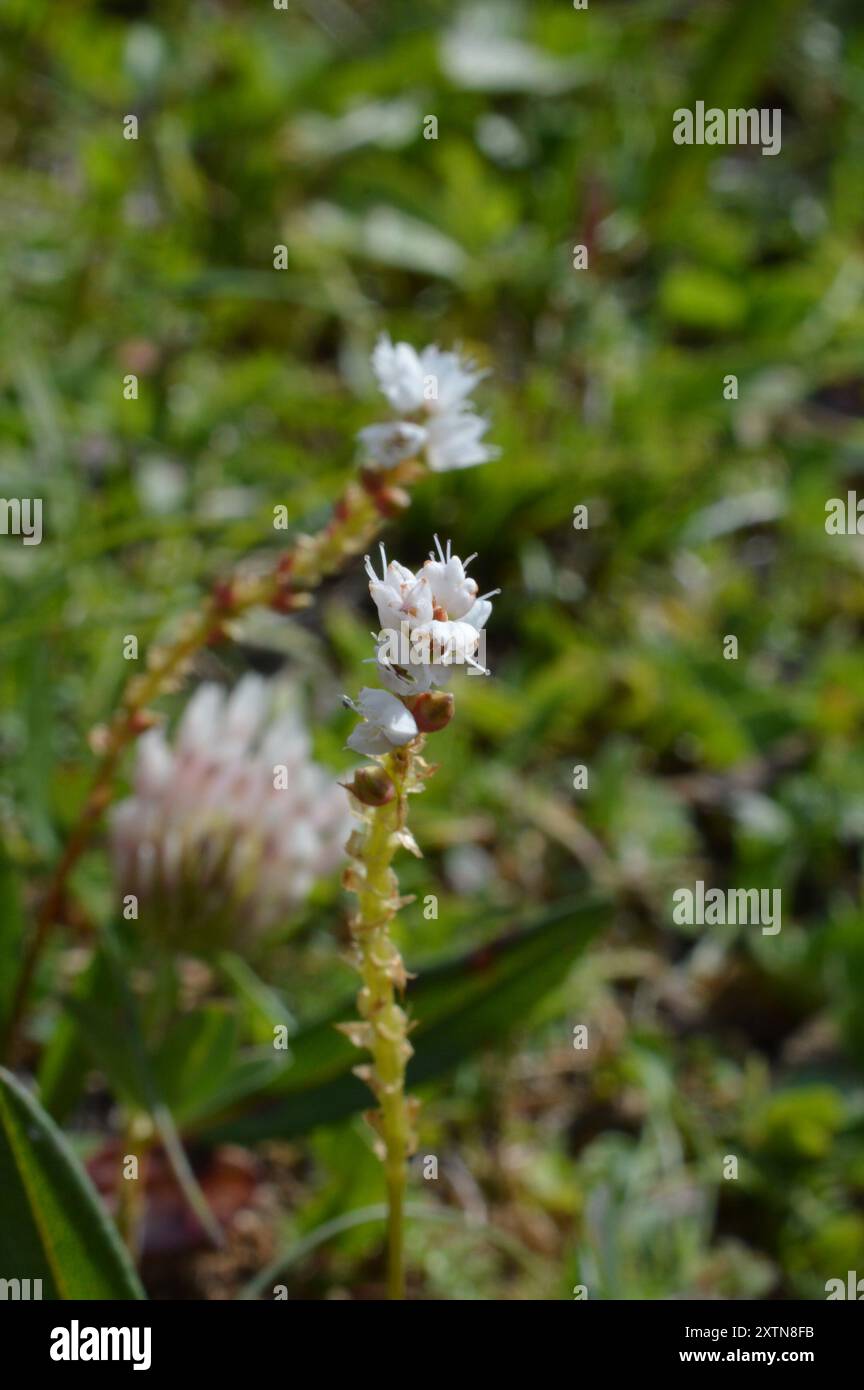 alpine bistort (Bistorta vivipara) Plantae Stock Photo - Alamy